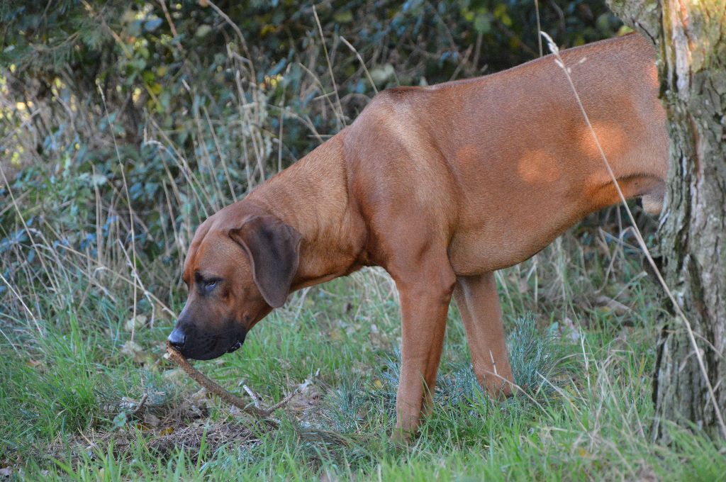 Accueil - Elevage De Courteval - eleveur de chiens Rhodesian Ridgeback